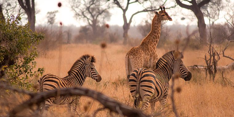 Join the Discover The Wildlife Photo Contest and win Professional ...